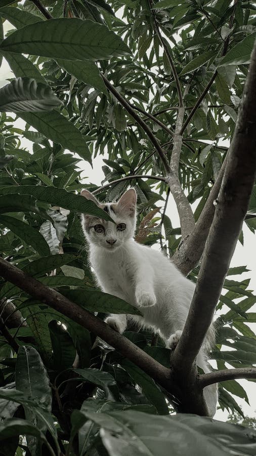 Cat Playing in the Tree. the Shot from Below is Gorgeous Stock Image ...