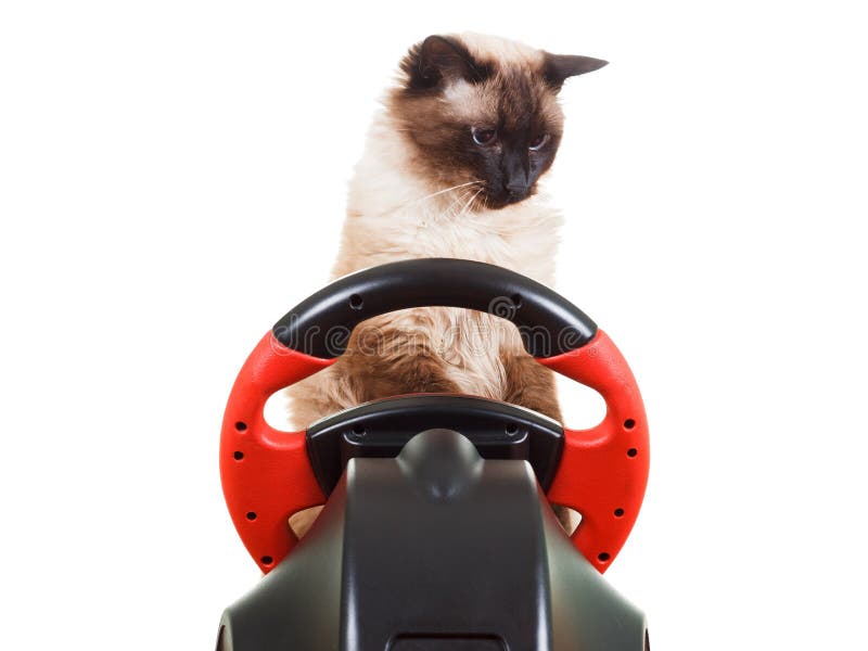 Cat Playing a Video Game Console, Isolated on White Stock Image - Image ...