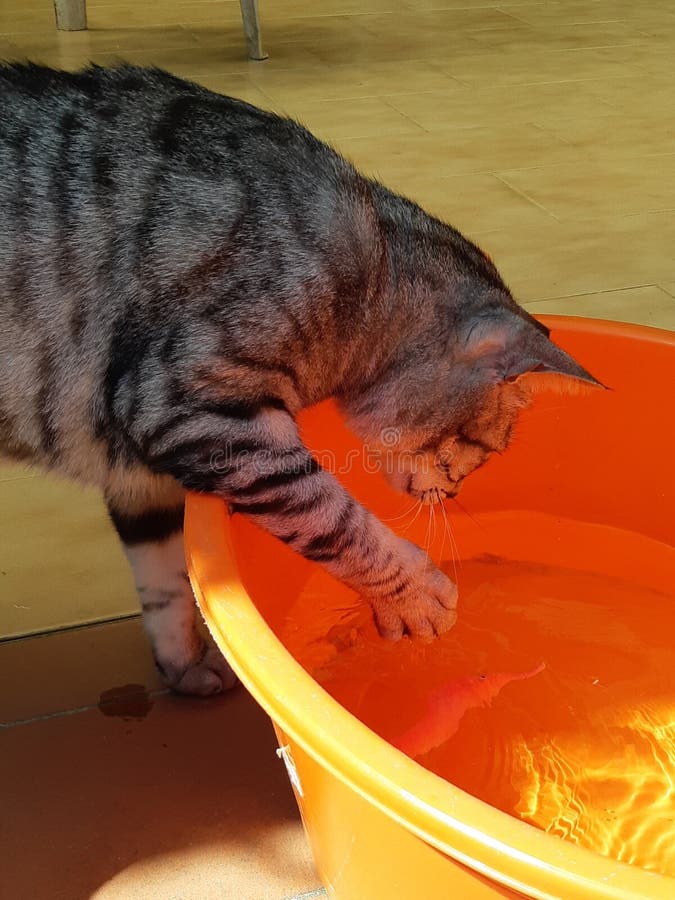 Cat Playing with the Water Contained in a Basin Stock Image - Image of ...