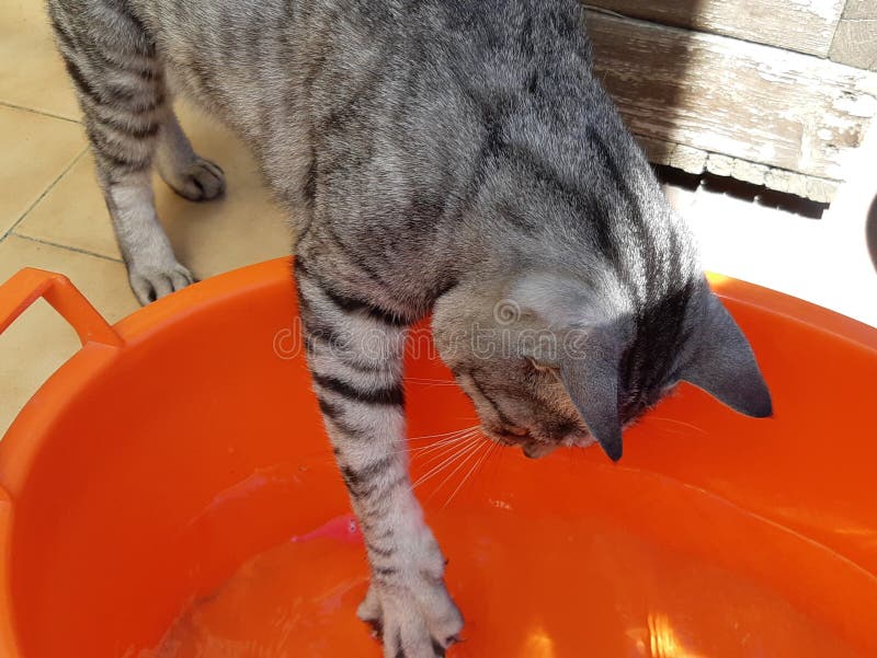 Cat Playing with the Water Contained in a Basin Stock Photo - Image of ...