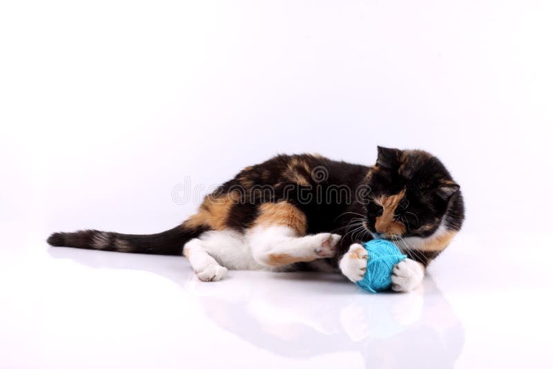 Cat playing with a wool stock photo. Image of nature, wool - 4940662