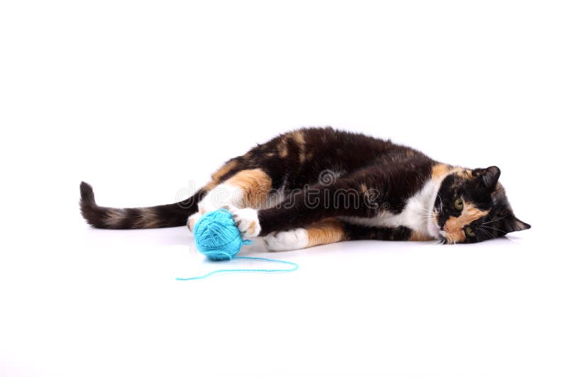 Happy cat stock image. Image of cute, playing, funny, animal - 2169019