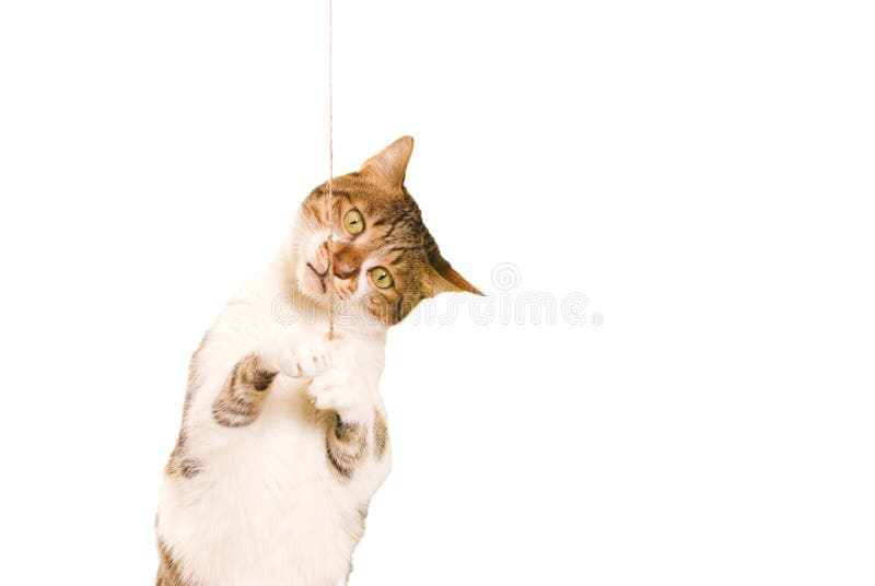 Funny Baby Cat Hanging on Rope Stock Image - Image of hold, scottish ...
