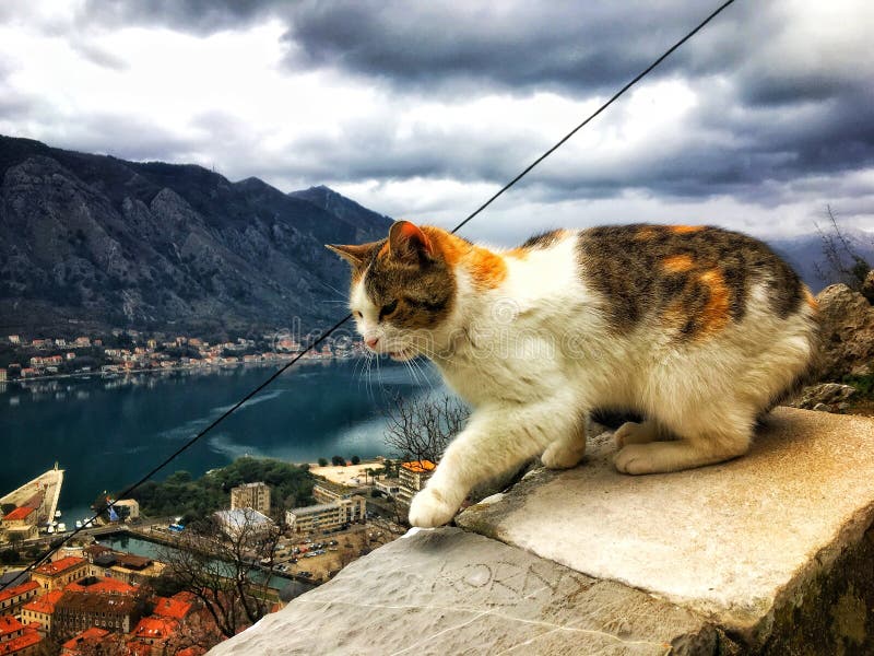 Cat Plays at Ancient City of Kotor Stock Image - Image of ancient, edge ...