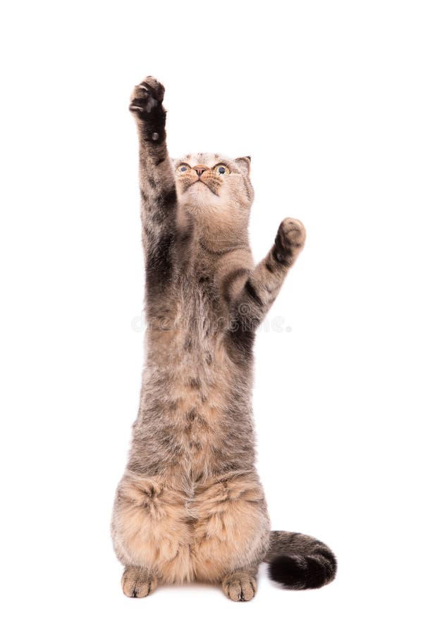 Cat Catches Paws on a White Background. Playing Cat Stock Image - Image ...