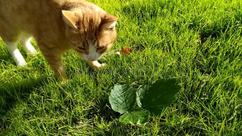 The Cat Plays with an Insect Praying Mantis in the Grass Stock Video ...