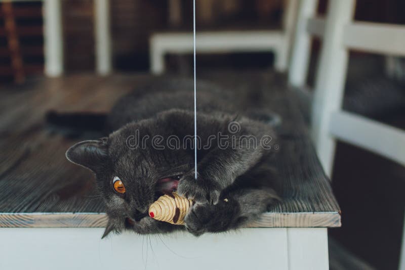 The Cat Plays with a Mouse Made of Straw Hanging on a Rope. Stock Photo ...
