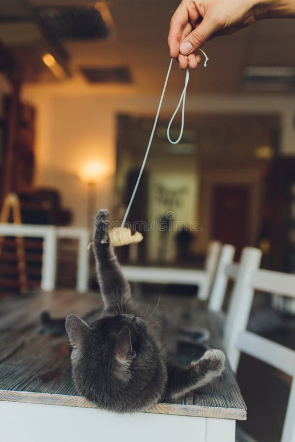 The Cat Plays with a Mouse Made of Straw Hanging on a Rope. Stock Image ...