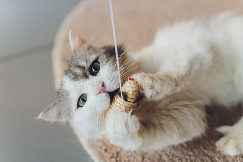 The Cat Plays with a Mouse Made of Straw Hanging on a Rope. Stock Photo ...