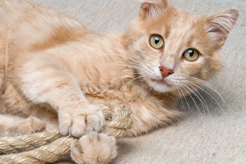 The cat plays with a rope stock image. Image of gazing - 120862595