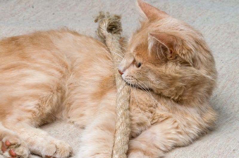 Cat Rope Stock Images - Download 1,583 Royalty Free Photos