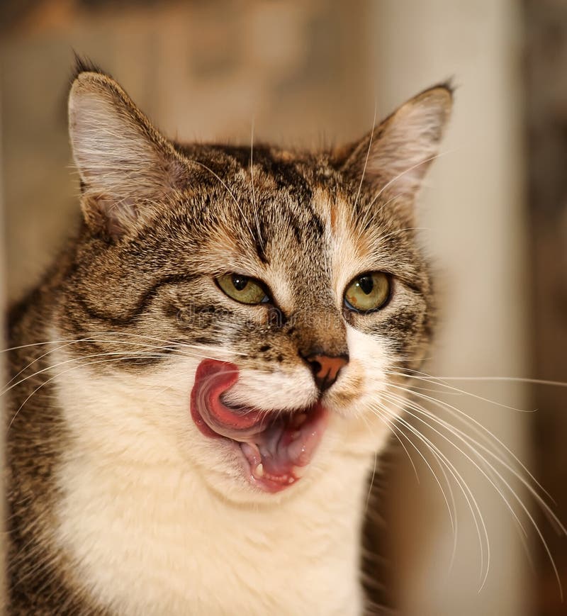 The cat is pleased , lick stock photo. Image of food - 168642522