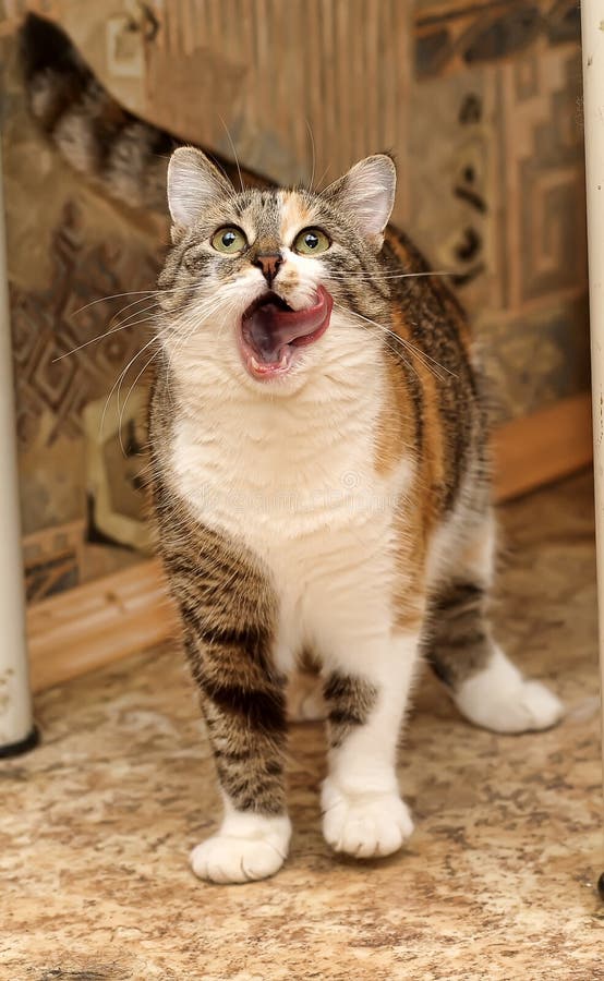 The cat is pleased , lick stock photo. Image of eating - 168642512