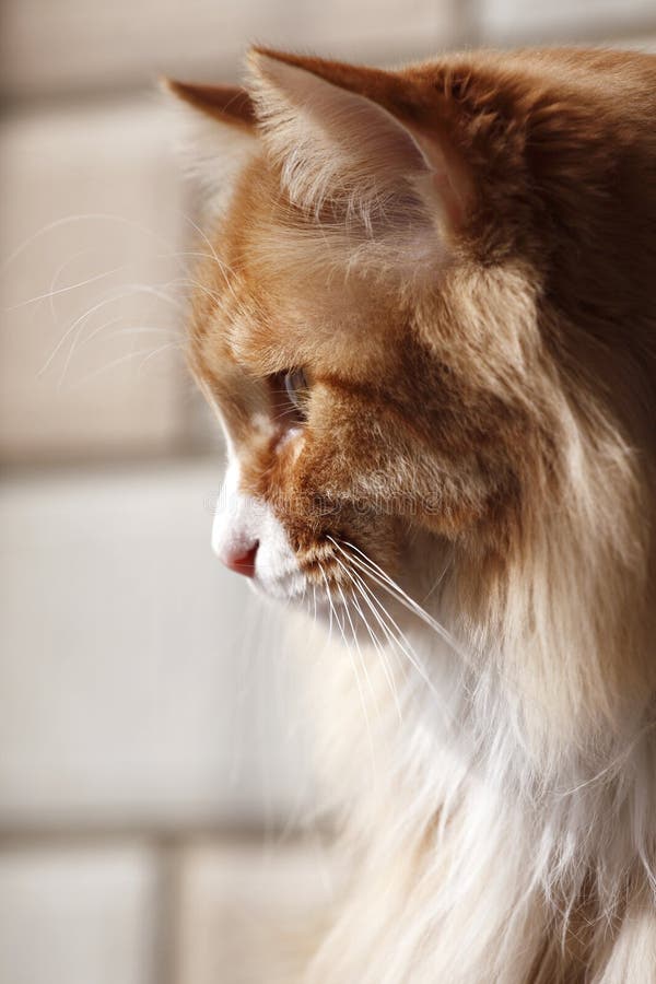 Cat while pondering. stock photo. Image of white, wall - 4477040