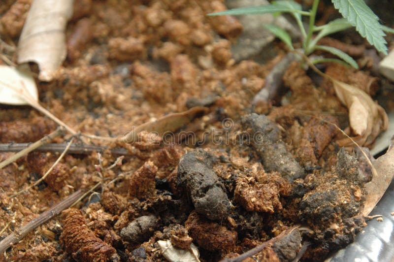 Cat Poop Brown and Black Color Stock Image - Image of texture, nsoil ...