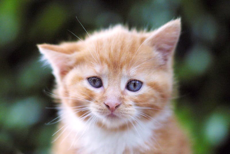 Cat in the basket stock photo. Image of eyes, beautiful - 2005972