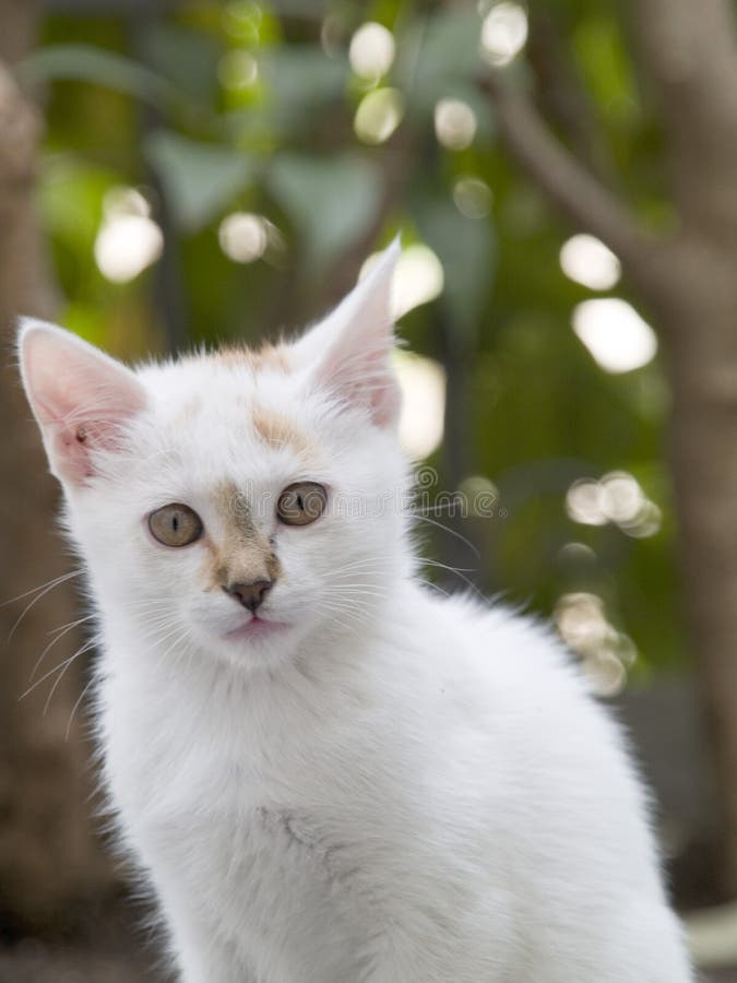 Cat portrait stock photo. Image of closeup, portrait, mammal - 1021126