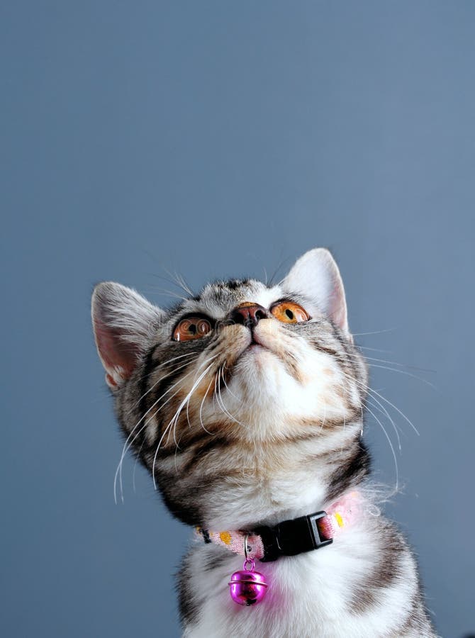 Cat portrait stock image. Image of pose, portrait, cute - 12598219