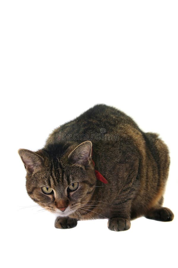 Cat portrait stock image. Image of female, tabby, predator - 14601503