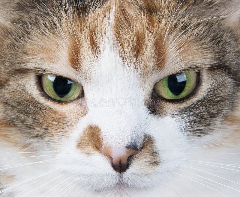 Cat portrait stock image. Image of curiosity, look, portrait - 19160759