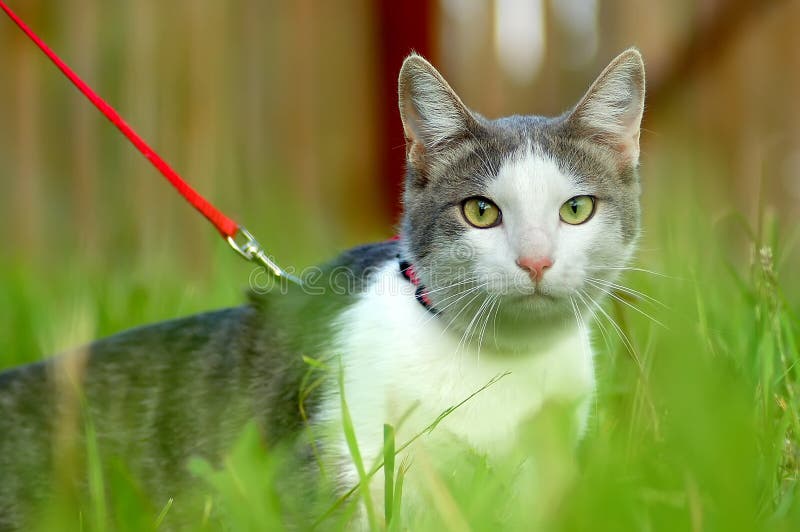 Cat portrait stock image. Image of serious, grass, nature - 20644913