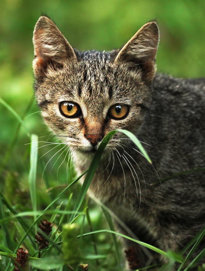 Cat portrait stock photo. Image of kitty, cuddly, flower - 20967040