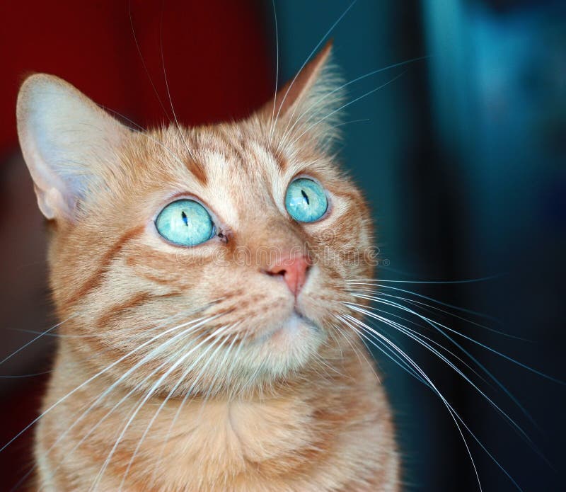 Cat portrait stock photo. Image of portrait, house, kitty - 21566046