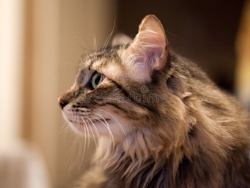 A Shocked Cat, a Surprised Cat, a Scared Cat Stock Image - Image of ...