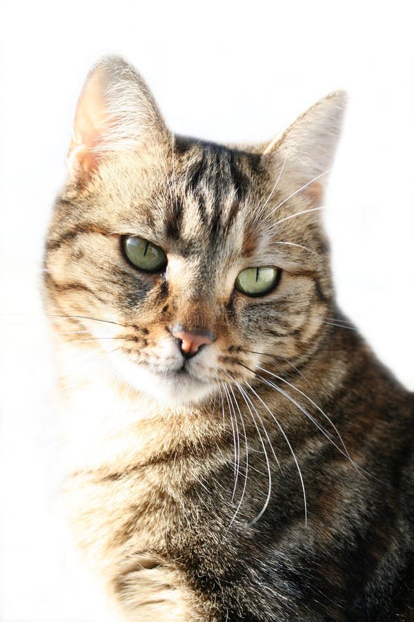 Cat's Portrait Picture. Image: 2318510