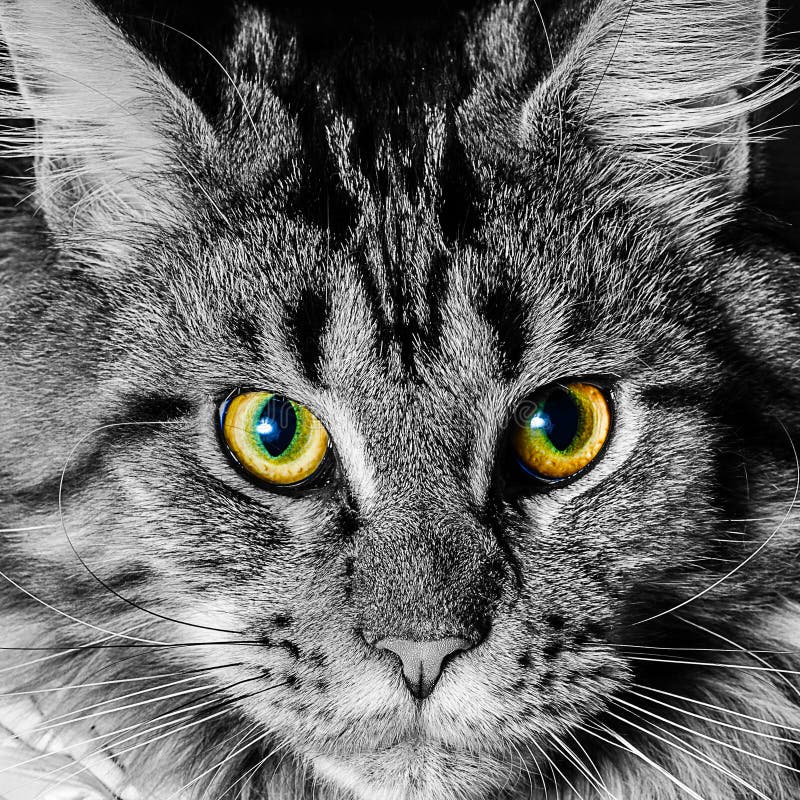 Cat Portrait stock photo. Image of orange, studio, desaturated - 38018452