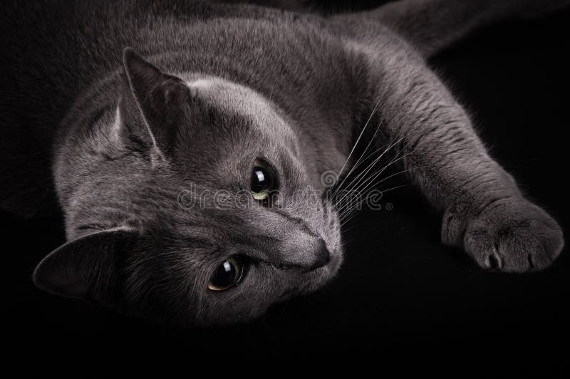 Cats playing stock image. Image of pets, play, playing - 6352911