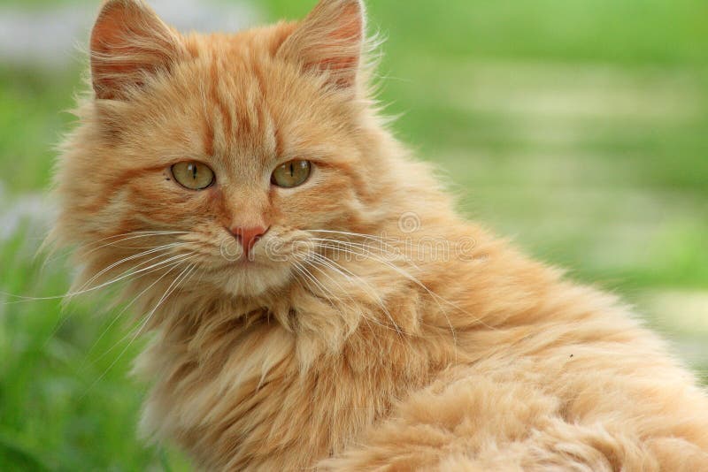 Cat Portrait Picture. Image: 5320436