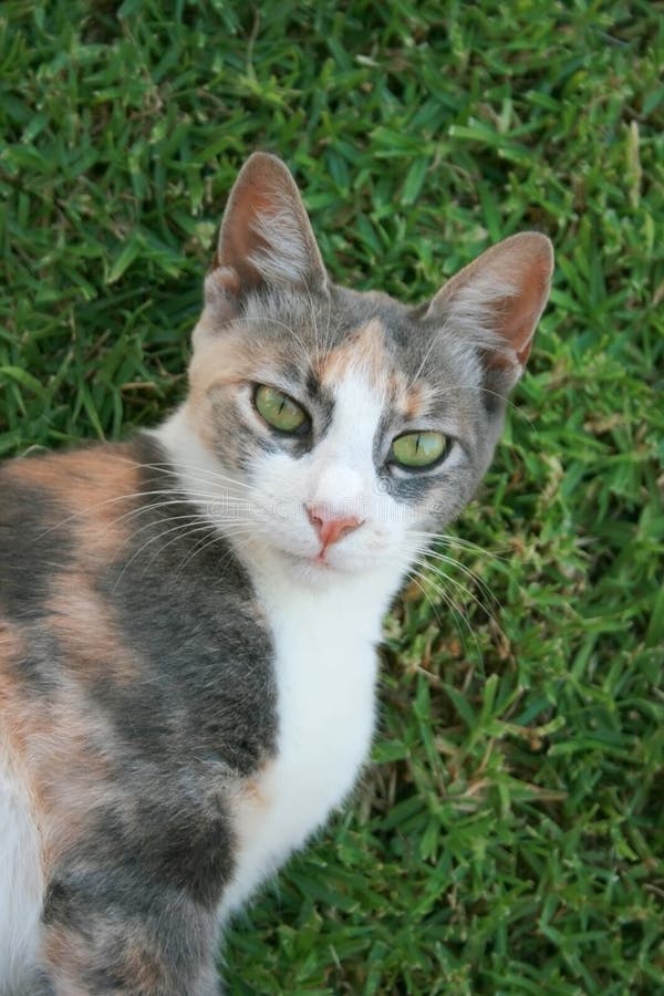 Cat's Portrait Picture. Image: 2318510