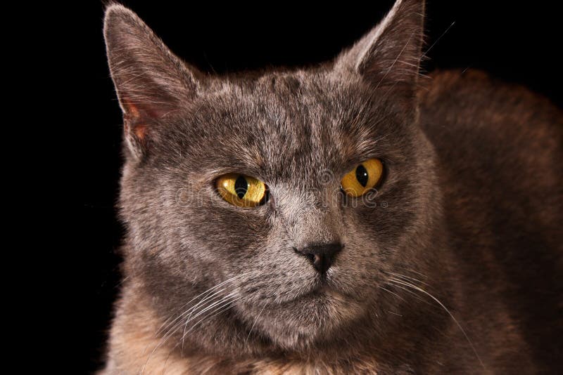 Angry Persian cat stock photo. Image of persian, cute - 14057810