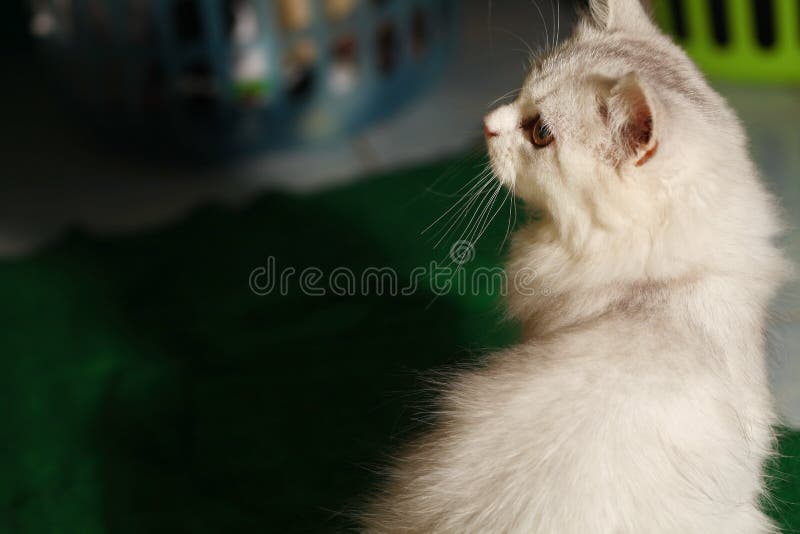 Cat portrait scene. stock image. Image of looking, beautiful - 109463755