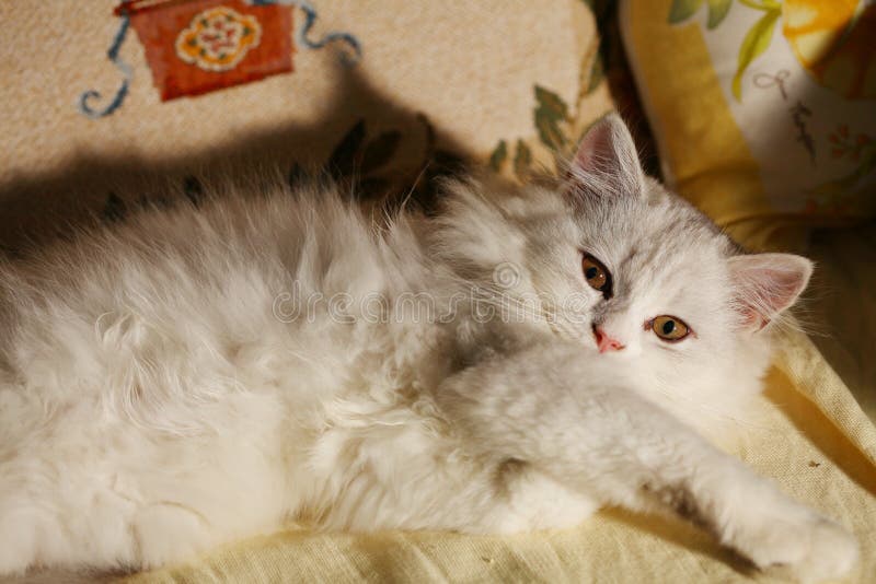 Cat portrait scene. stock image. Image of pedigreed - 109463737