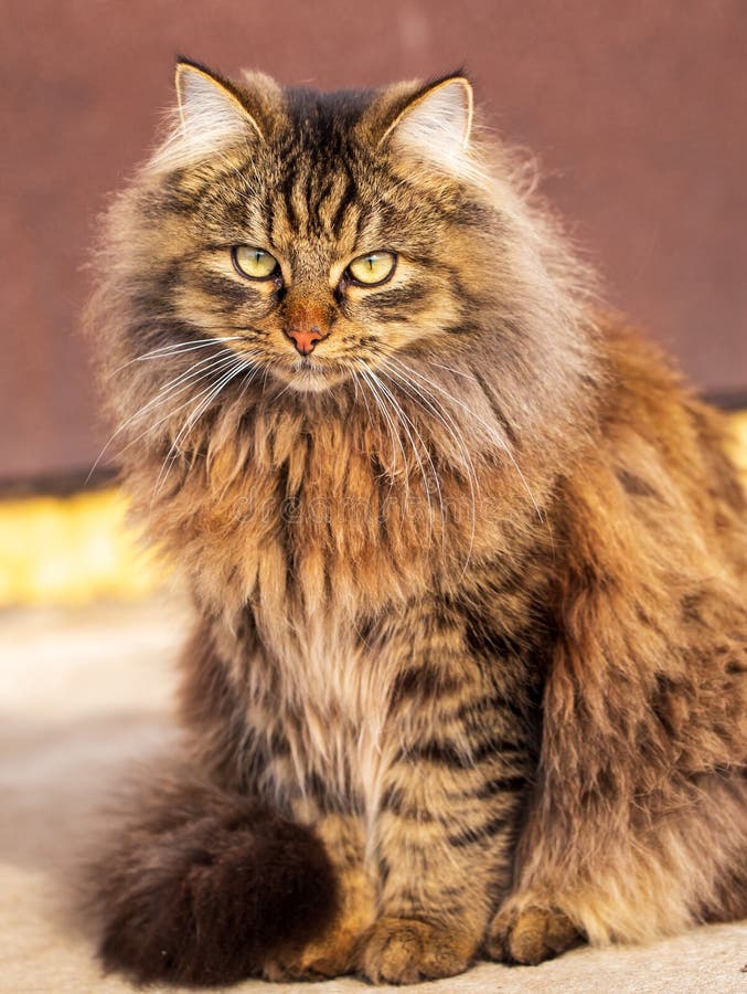 Cat portrait in the city stock image. Image of beauty - 138839639