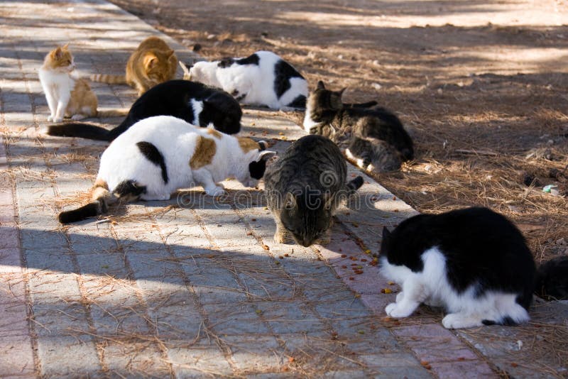 Cat Portrait ,a Close Up View Stock Photo - Image of face, view: 17196026