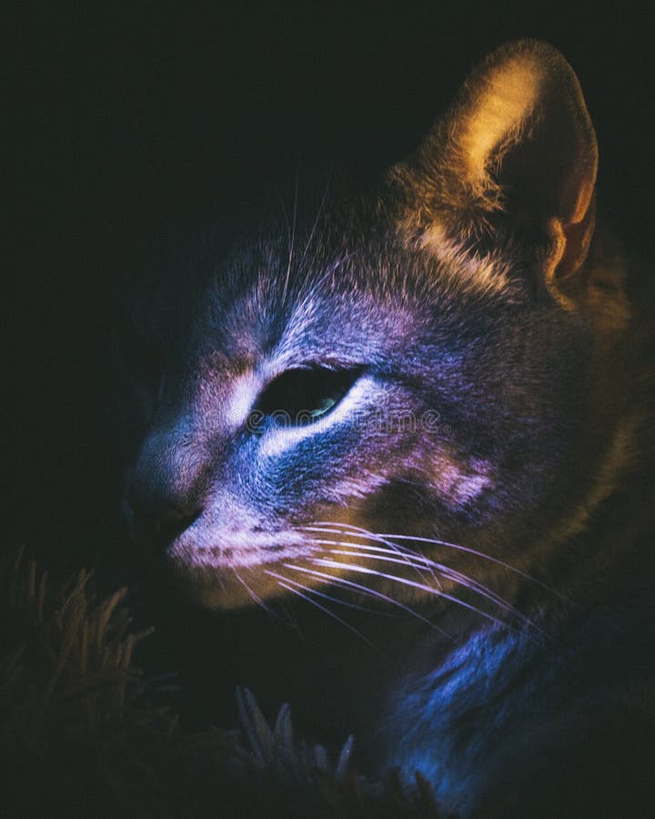 Cat Portrait Confident Manly Cute Calm Shadows Light Stock Image ...