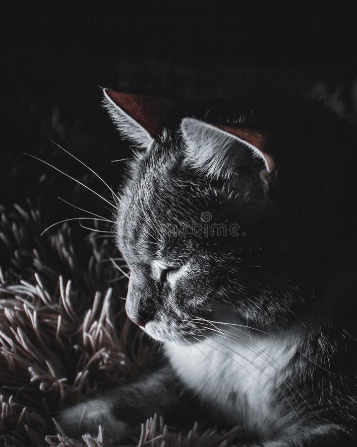 Cat Portrait Confident Manly Cute Calm Shadows Light Stock Image ...