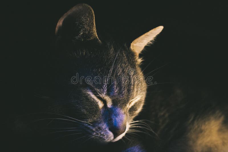 Cat Portrait Confident Manly Cute Calm Shadows Light Stock Image ...