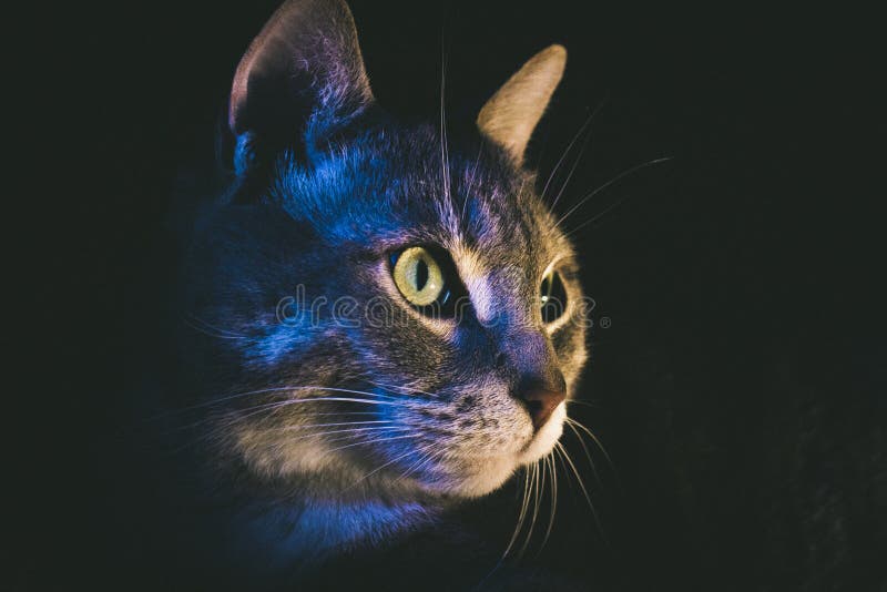 Cat Portrait Confident Manly Cute Calm Shadows Light Stock Image ...