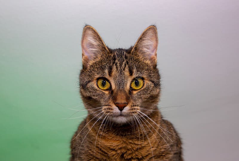 A cat portrait head shot stock photo. Image of face - 274997310