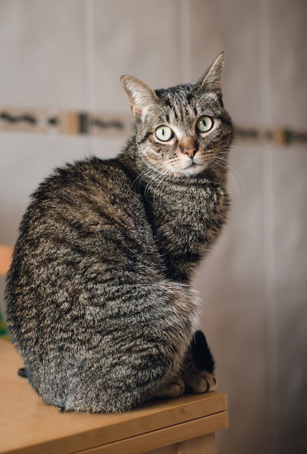 Cat portrait at home stock photo. Image of animal, looking - 55391682