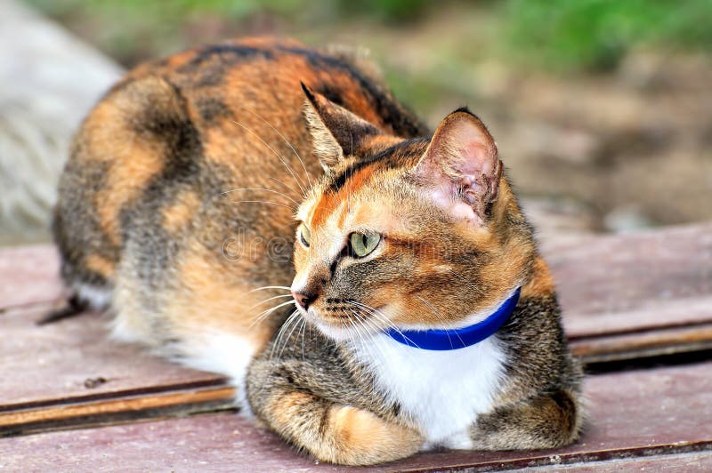 Pregnant cat stock image. Image of motherhood, sprawl - 13135953