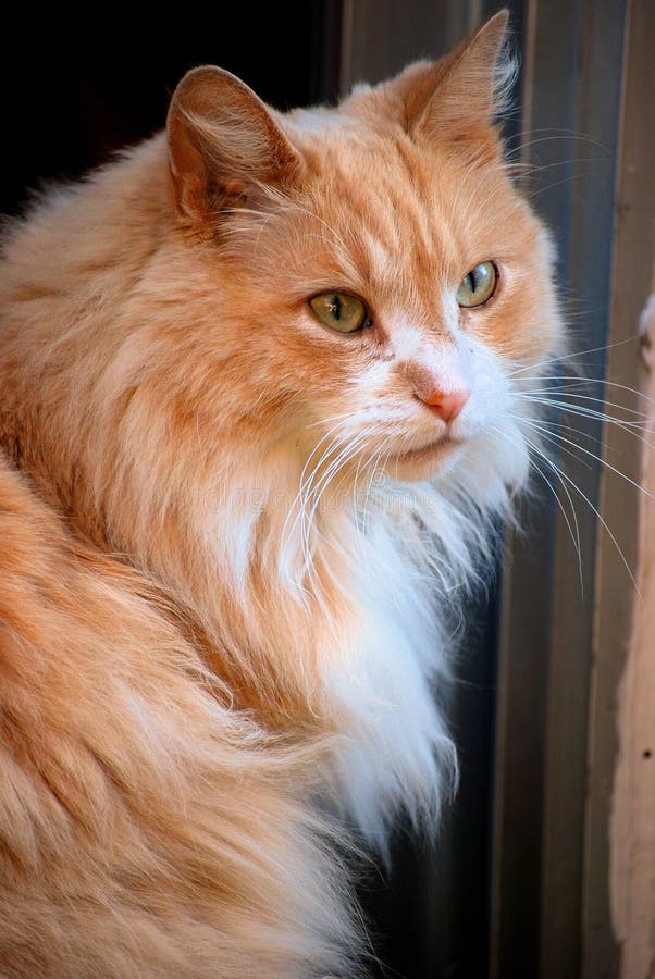 Cat stock photo. Image of whiskers, siberian, somali - 39412998