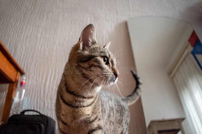 Cat Portrait Low Angle in a Room Stock Image - Image of animal, mammal ...