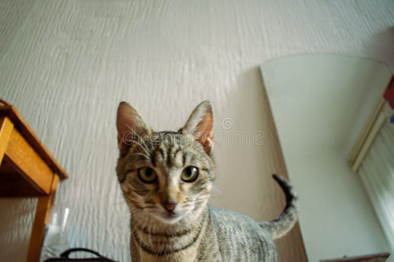Cat Portrait Low Angle in a Room Stock Photo - Image of animal ...