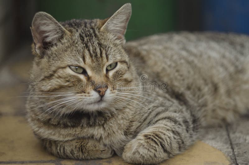Cat portrait macro shot stock photo. Image of macro, nose - 74132636