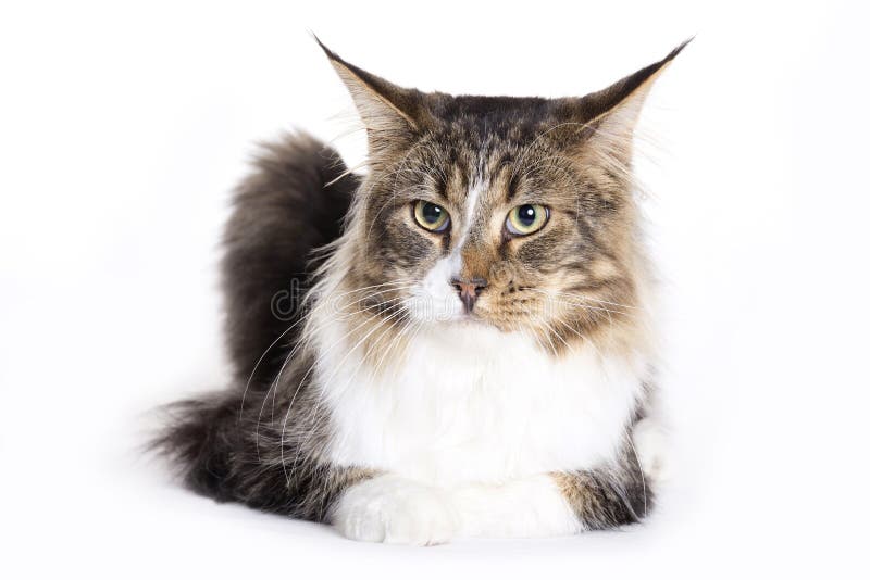 Cat portrait, Main coon stock image. Image of feline - 12213697